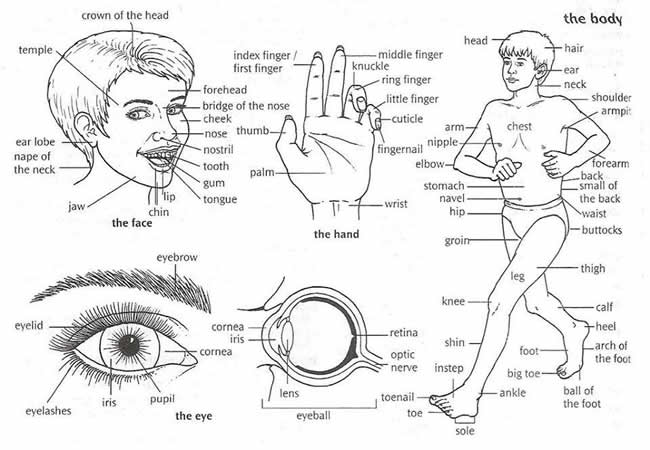 Human Body Parts Vocabulary English Learn Site Human Body Parts Vocabulary English Learn Site