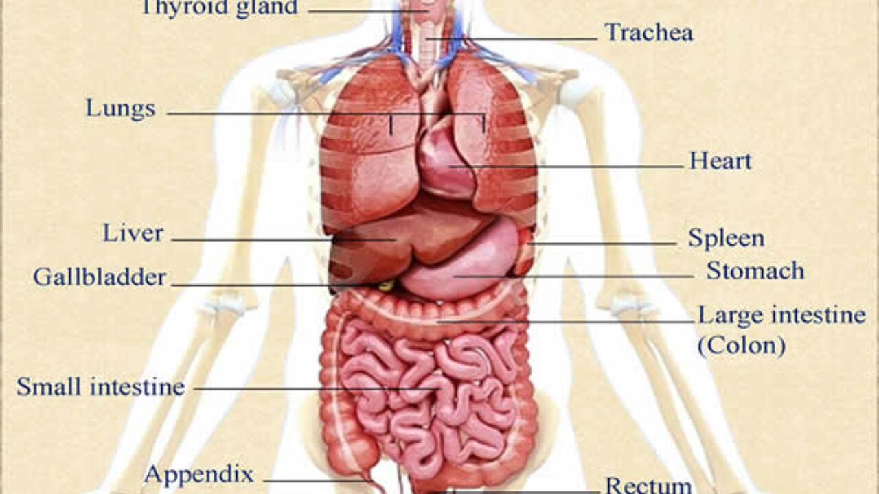 Internal Organs