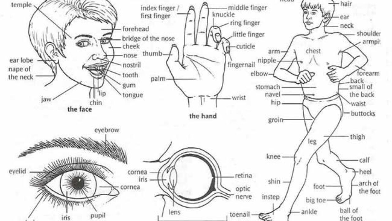 Human Body Parts Name With Picture In English